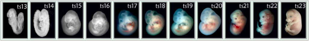 一枚受精卵如何“变”成一只小鼠？ - 知乎