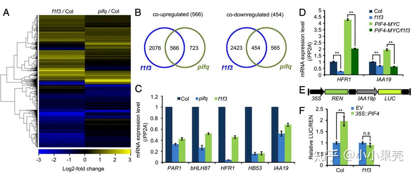 磷酸酶PP6通过去磷酸化PIF蛋白负调控植物光形态建成 - 知乎