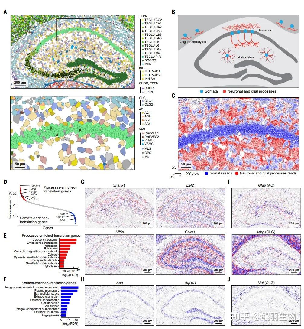 Science重磅推出分子分辨率的空间单细胞翻译组方法-RIBOmap - 知乎