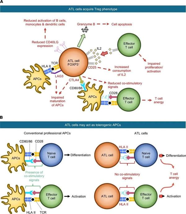 HTLV-1感染促进T细胞过度活化并转化为成人T细胞白血病/淋巴瘤 - 知乎