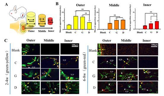 华南理工大学《Bioact. Mater.》：支架孔隙形态调节骨再生机制 - 知乎