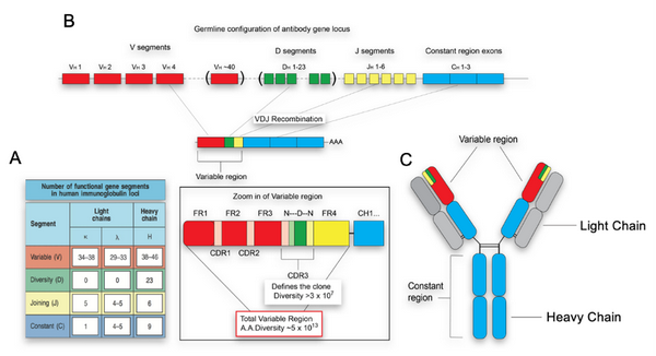 Masterpiece｜另辟蹊径，用BCR克隆多样性识别肿瘤细胞 - 知乎