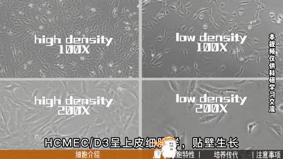 HCMEC/D3细胞培养，人脑微血管内皮细胞培养攻略-丰晖生物 - 知乎