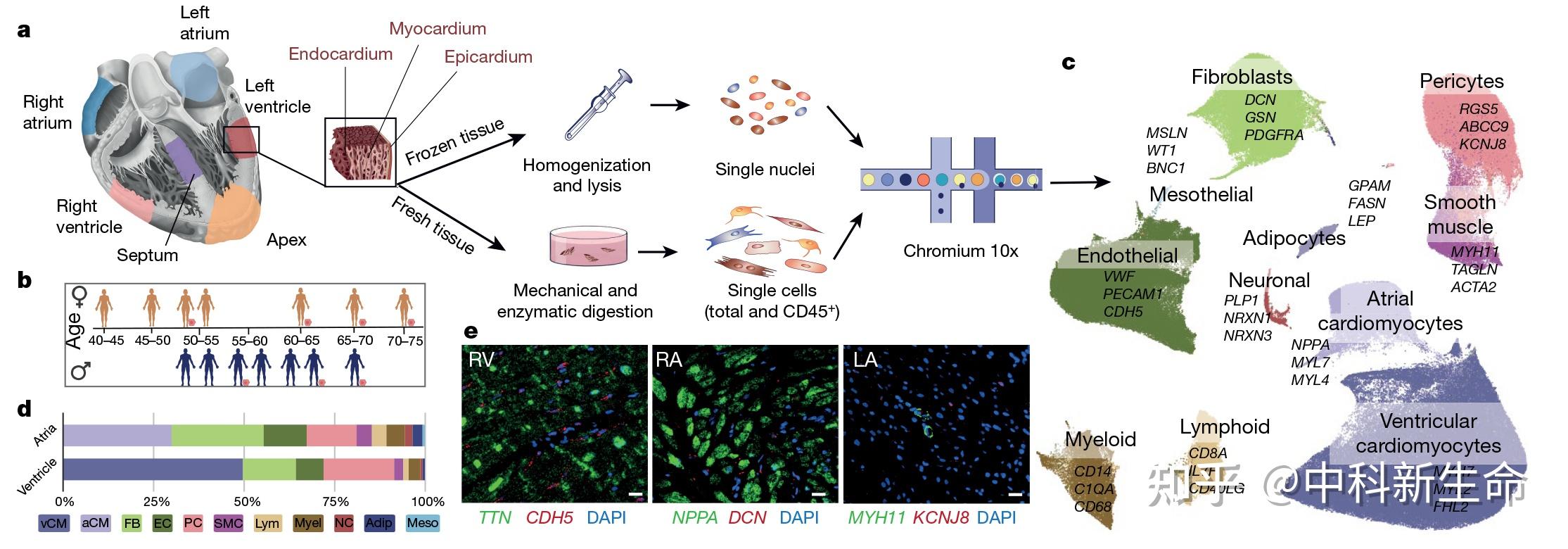 科研人别再纠结！顶刊案例手把手教你选择scRNA-seq or snRNA-seq！ - 知乎