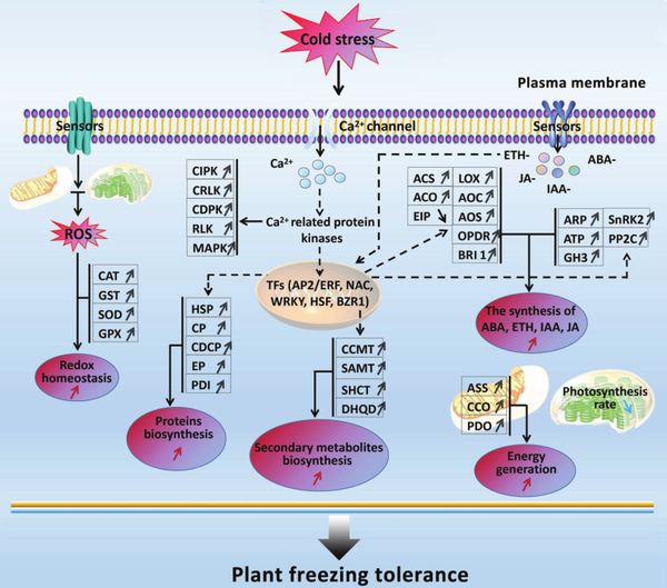 文献解读|Front. Plant Sci.转录/蛋白质组学联合解析冬油菜冷冻胁迫响应机制 - 知乎