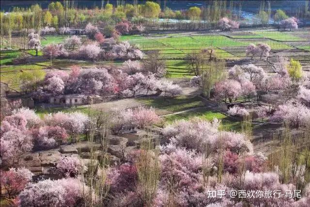 新疆杏花这么美，最全赏花攻略看这篇就足够了！ - 知乎