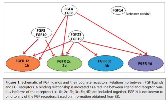95--CCND1,FGF19,FGF3,FGF4共突变胃癌 - 知乎