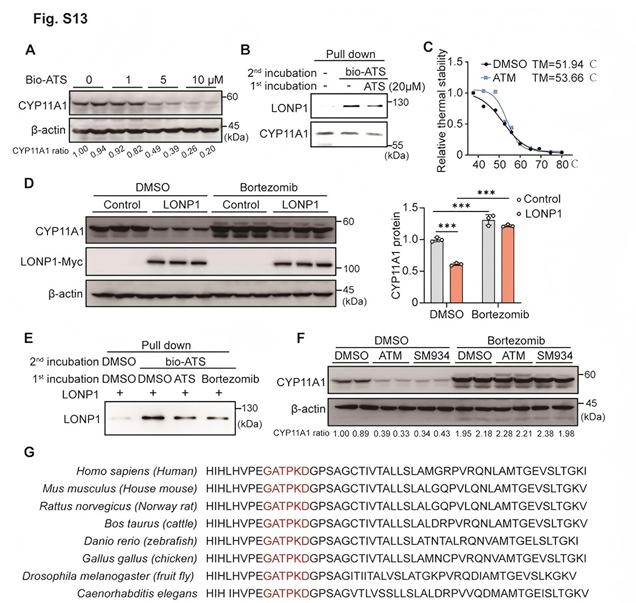 Science|复旦新发现：青蒿素通过介导LONP1-CYP11A1相互作用改善多囊卵巢综合征 - 知乎