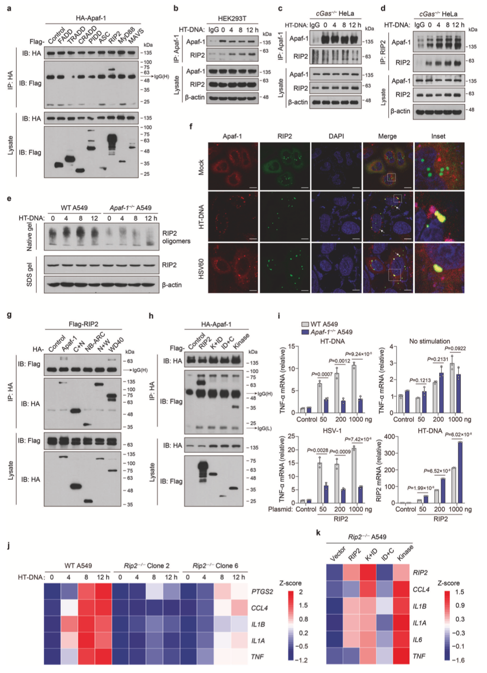 Cell Discovery丨Apaf-1是一种进化保守的DNA传感器，可控制细胞凋亡和炎症之间的命运转换 - 知乎