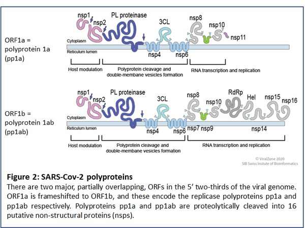 新冠药理：Paxlovid和瑞德西韦的原理，RdRp和MPro抑制剂与病毒的结合（docking）数据，还有哪些常用药可抑制病毒 - 知乎