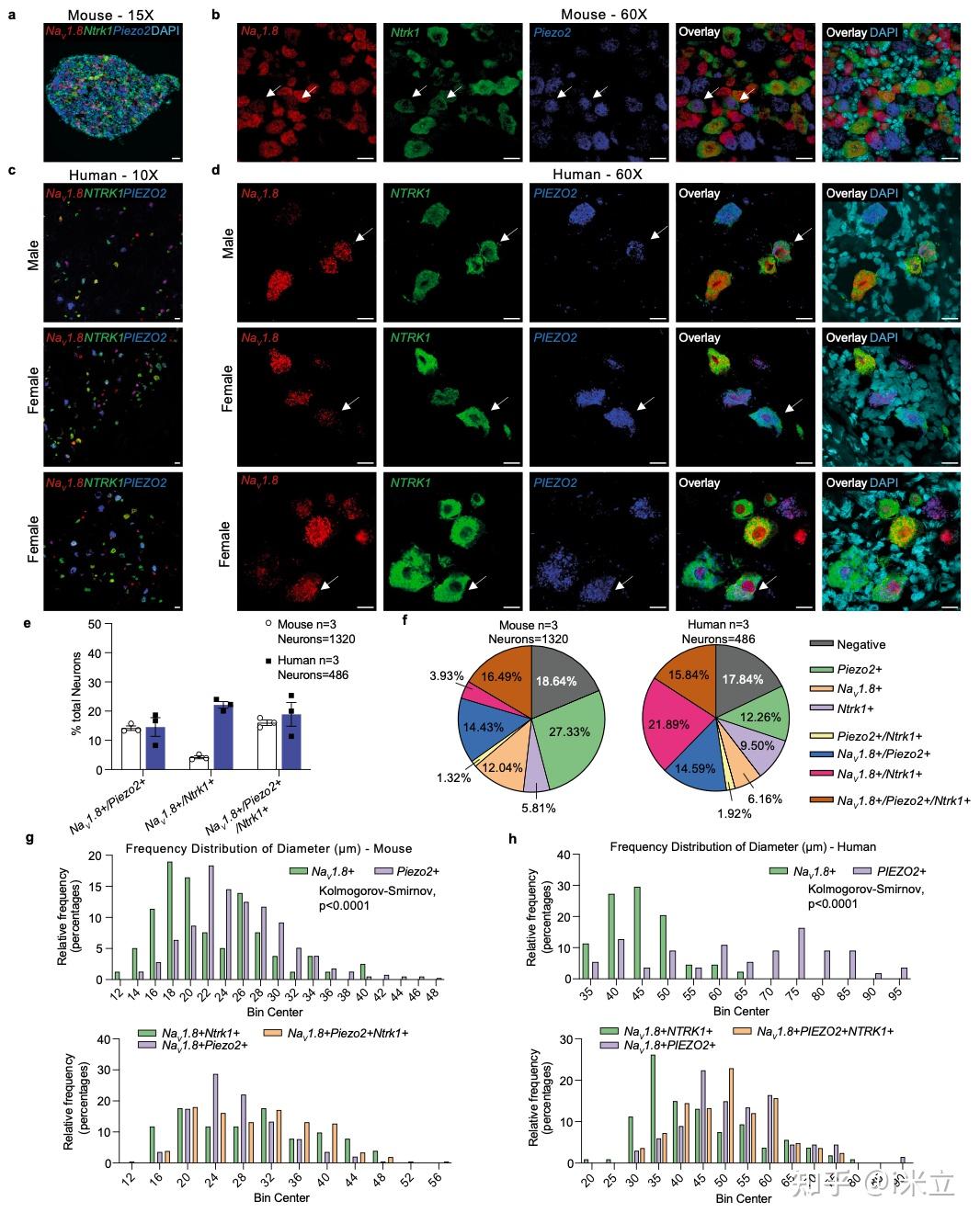 IF:17.694|Piezo2：一个治疗骨关节炎疼痛的新靶点 - 知乎