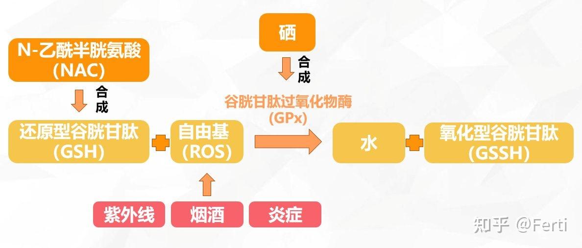 关于Fertimale成分乙酰半胱氨酸（NAC）与硒在男性生育领域的研究 - 知乎