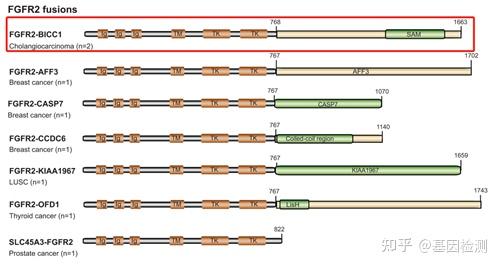 FGFR2融合之思考 - 知乎