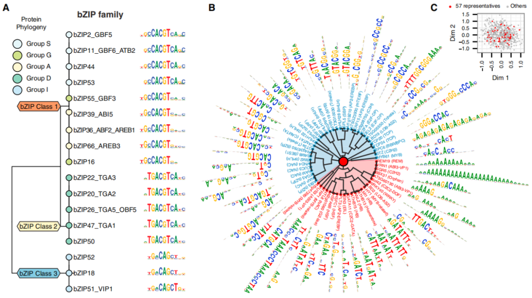 如何研究“暗物质”——增强子？（一） - 知乎