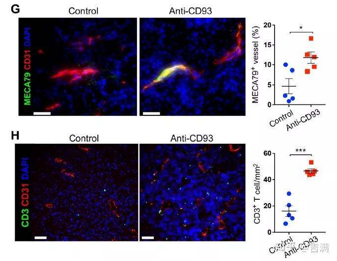 CD93高光时刻：阻断CD93/IGFBP7通路可以重塑脉管系统，促进免疫治疗效果 - 知乎