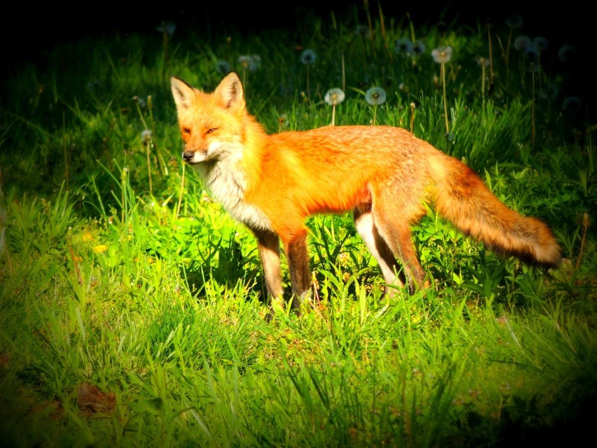 Mary Oliver(玛丽·奥利弗)《Good-Bye Fox》《再见狐狸》解析 - 知乎
