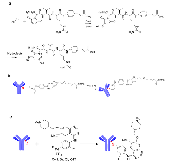 DS-8201不是终点：喜树碱及其衍生物ADC的开发以及增强治疗效果的策略 - 知乎