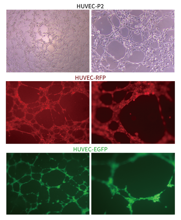一步步教你掌握HUVEC血管生成实验：从理论到操作全覆盖！ - 知乎