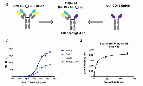 阿斯利康13亿美元收购CD19/CD3双抗，AZD0486首次国内申报临床 - 知乎