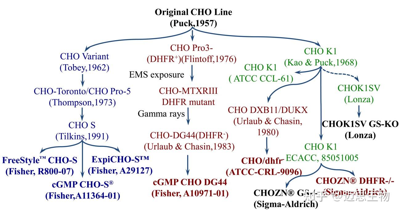 CHO细胞系介绍 - 知乎