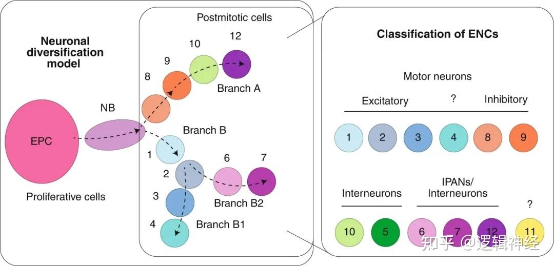 Nat Neurosci︱单细胞RNA测序揭示肠道神经系统的复杂性和多样性、及肠道神经元的二元式发育 - 知乎