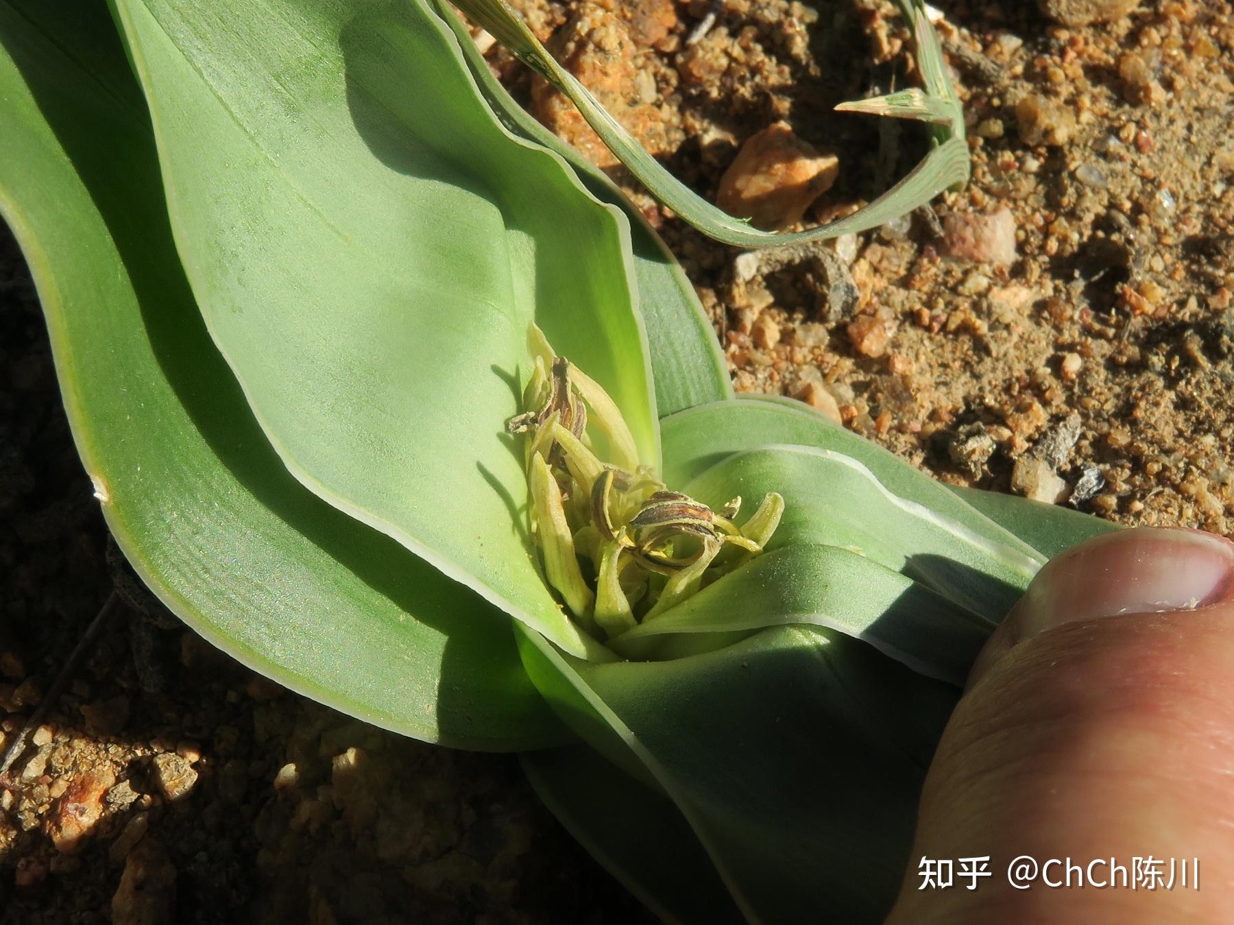 多肉植物全图鉴17：秋水仙科（Colchicaceae），秋水仙属（Colchicum） 原始种A-H - 知乎