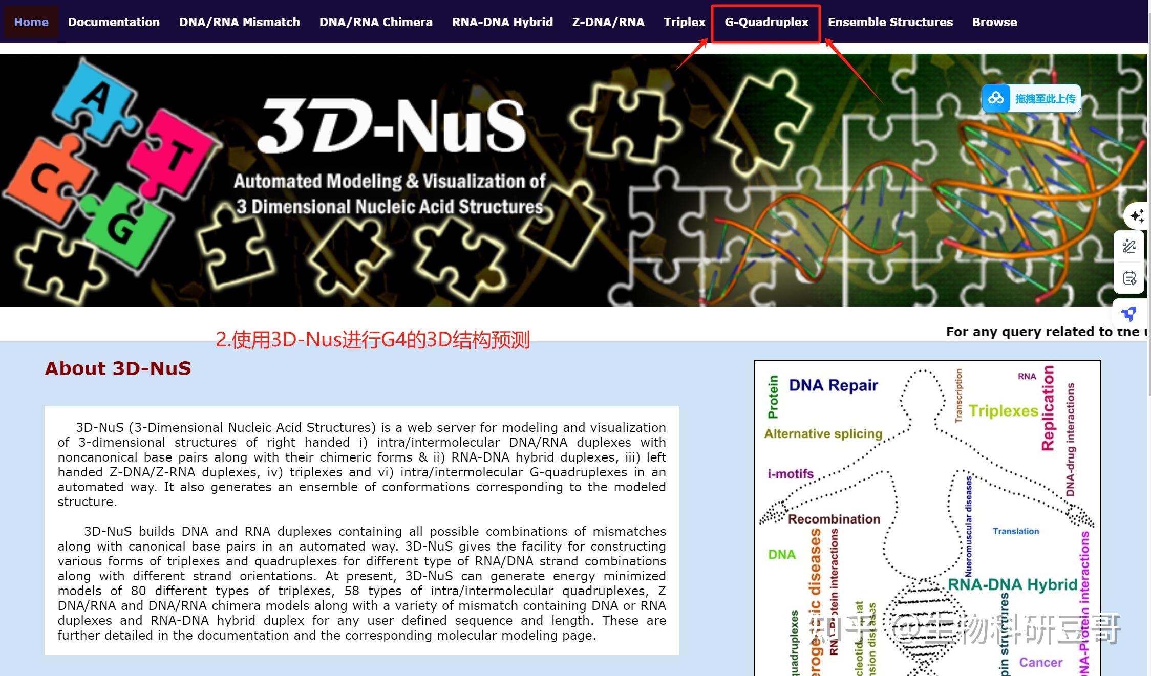 根据DNA序列预测G-四链体3D结构？Predict the 3D structure of G-quadruplex (G4) according to potential G4 ...