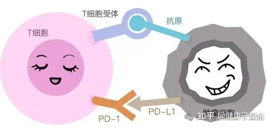 免疫治疗丨最新ICIs免疫检查点抑制剂适应症汇总信息 - 知乎