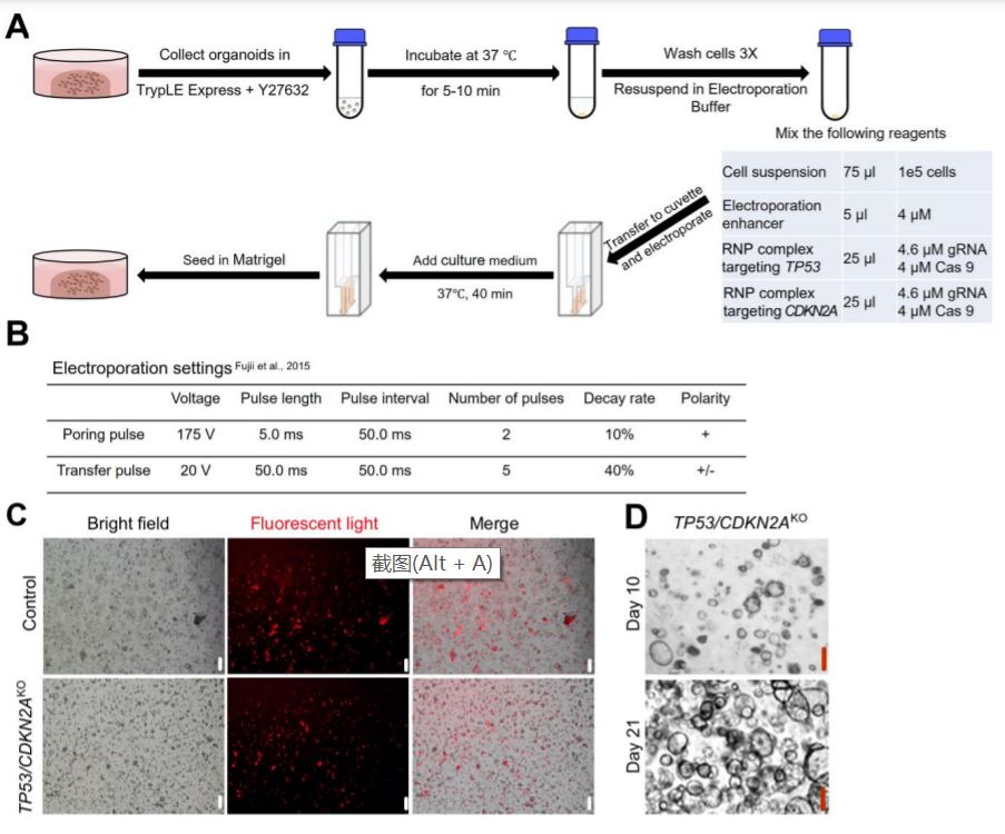 STM | 胃食道癌三维器官模型研究胃食管连接部（GEJ）癌症 - 知乎