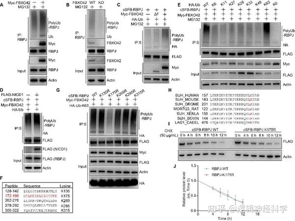 Sci Adv︱西湖大学李旭团队揭示Notch通路信号整合传递及转录复合物活性调节的分子机制 - 知乎