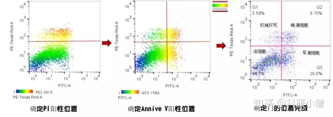 【罗工流式秘籍43】flowjo凋亡数据分析之圈门123 - 知乎