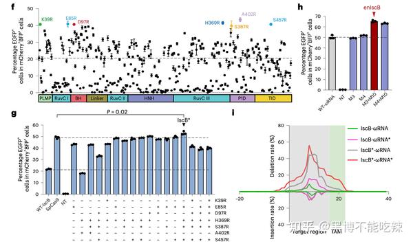 基于工程化改造的IscB-nickase的小型化碱基编辑器开发 - 知乎