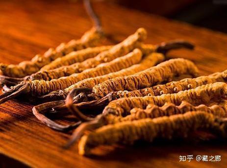 虫草能泡酒吗？冬虫夏草泡酒有什么功效，冬虫夏草泡酒配方 - 知乎