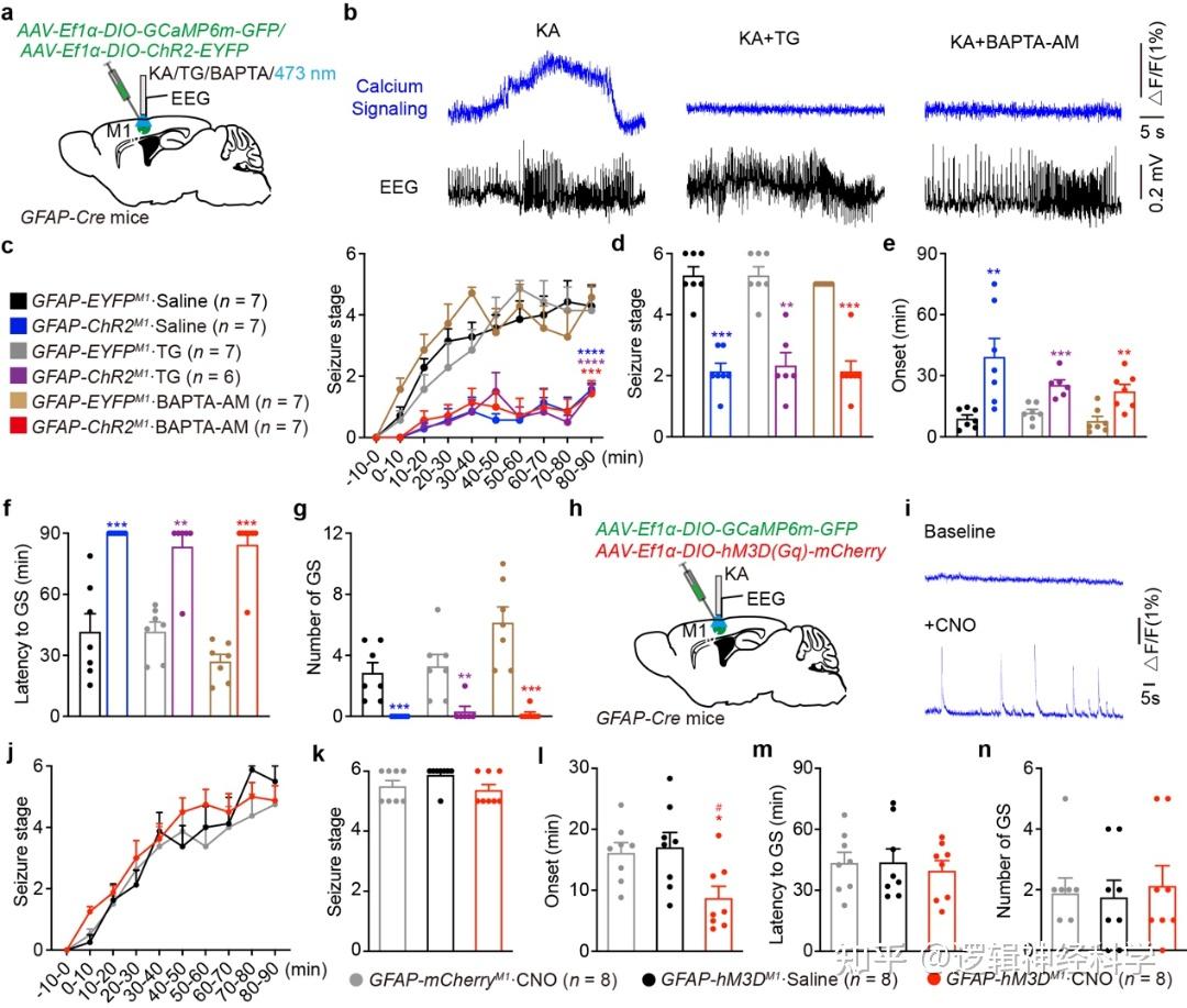 Nat Commun︱陈忠/汪仪团队揭示星形胶质细胞参与癫痫发作的新机制 - 知乎