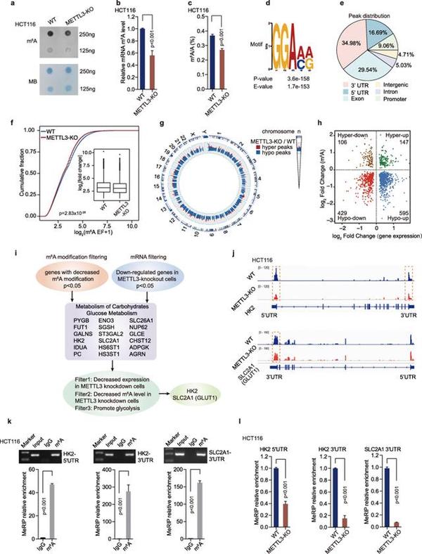 MOL CANCER | m6A依赖性糖酵解促进结直肠癌的进展 - 知乎