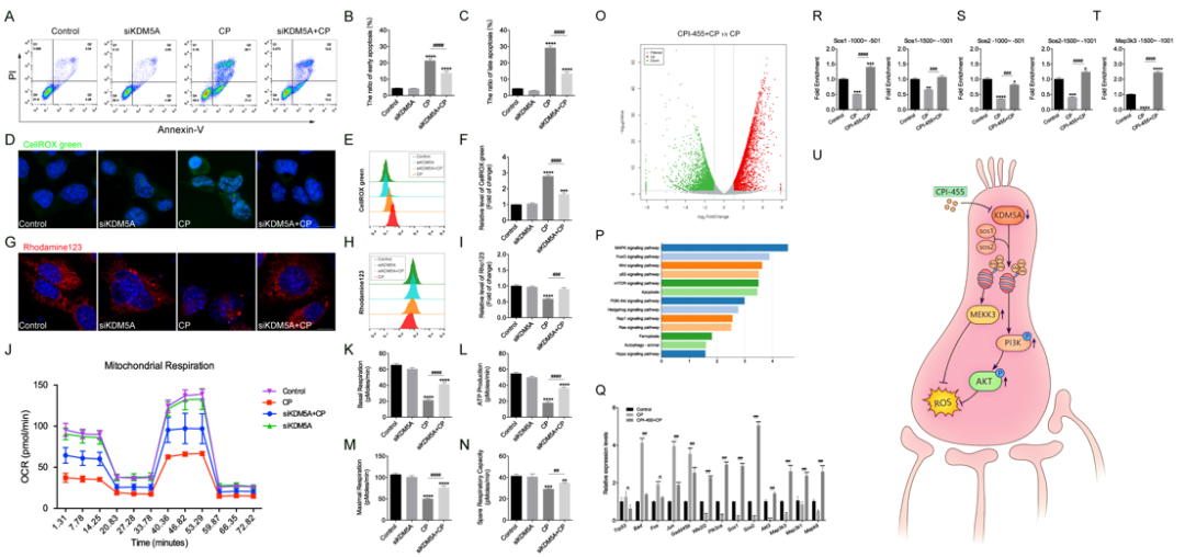 Cell Mol Life Sci︱李华伟/何英姿团队发现KDM5A有望成为感音神经性耳聋防治新靶点 - 知乎
