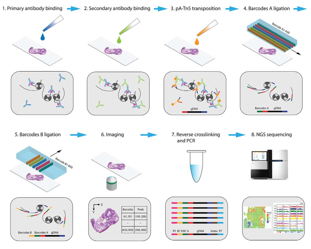 Science | spatial-CUT&Tag：细胞水平的空间分辨染色质修饰图谱 - 知乎