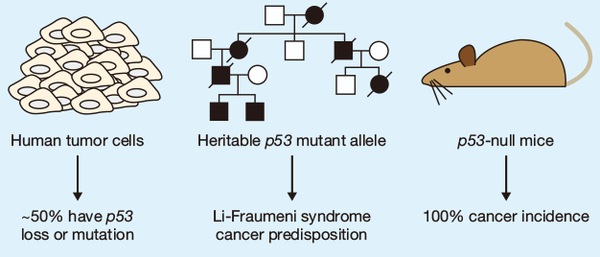 p53就像一把“瑞士军刀”，涉及多种信号通路 - 知乎