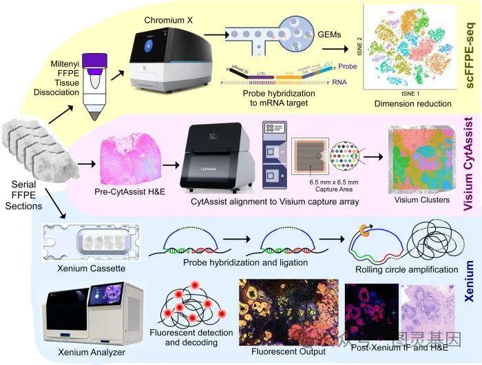 Nat Comm | 10x Genomics团队用单细胞、空间和原位分析技术联合绘制高分辨率肿瘤微环境图谱 - 知乎