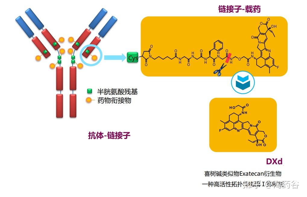 乳腺癌靶向新药Enhertu(DS-8201)，有哪些适应症？抗癌机制是什么？ - 知乎