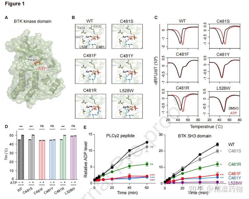 【JBC】耐药新机制：BTK抑制剂竟然诱导BTK蛋白突变性失活 - 知乎