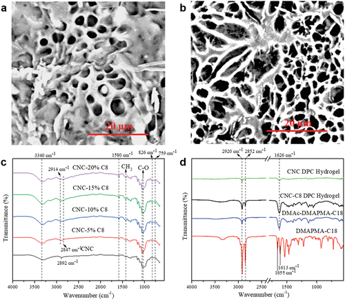 拉伸超50倍的可修复高强水凝胶！《AFM》：结合疏水相互作用的双物理交联水凝胶 - 知乎
