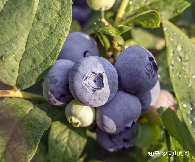 都柿和蓝莓的区别？哪种护眼效果好？ - 知乎