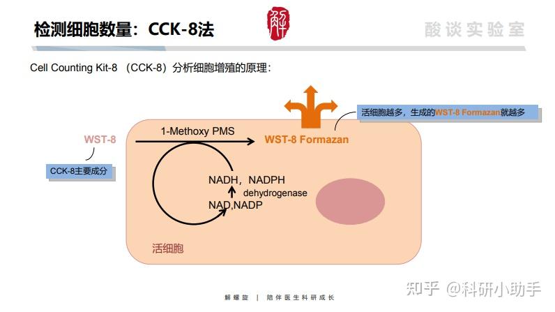 细胞实验不会做？CCK-8、MTT、划痕实验 、transwell 实验、PI染色等14个实验，巨详细！ - 知乎