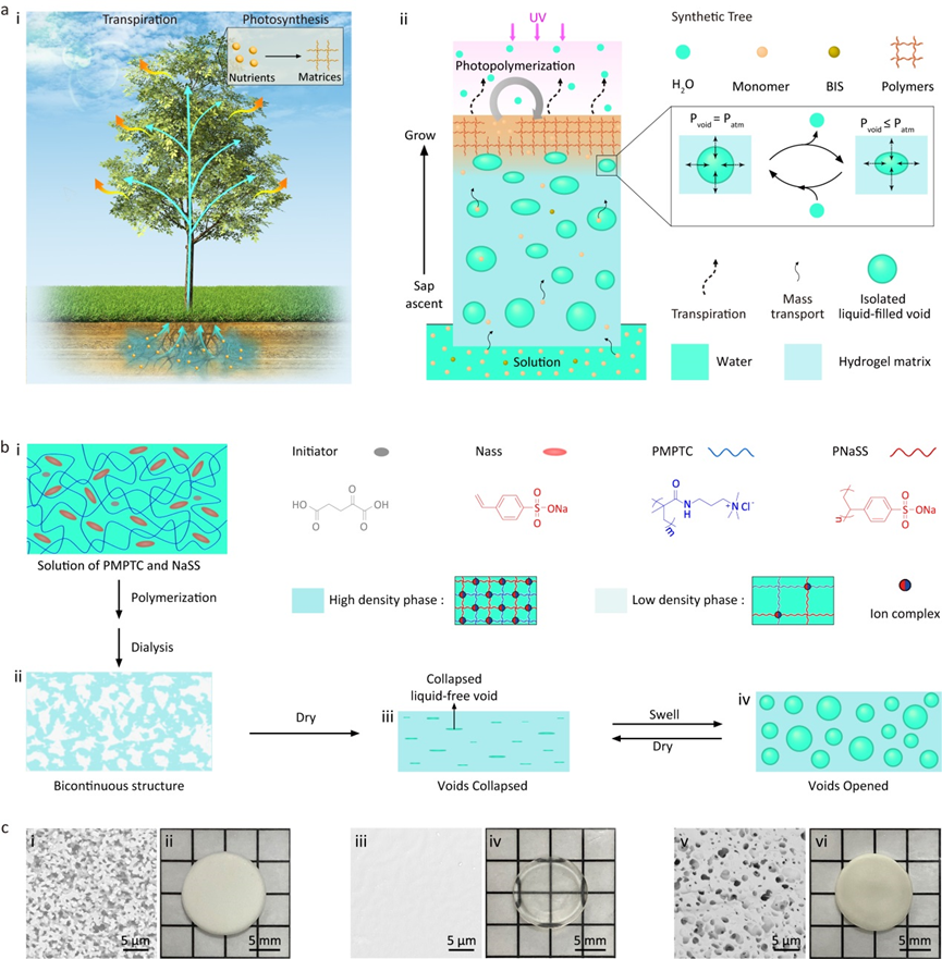 仿生材料丨电子科技大学崔家喜教授课题组Angew. Chem. Int. Ed.：蒸腾作用启发的水凝胶表面结构自生长 - 知乎