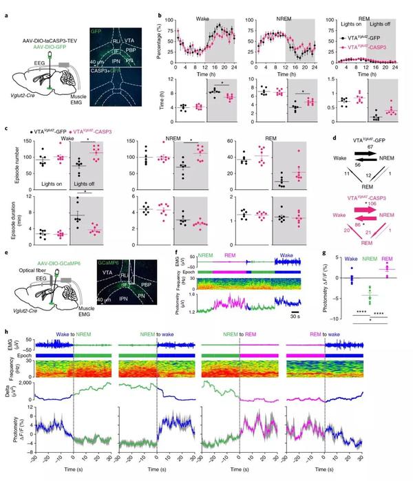 【客户文章】《Nature neuroscience》VTA中GABA能和谷氨酸能神经元对觉醒和睡眠的调节机制 - 知乎