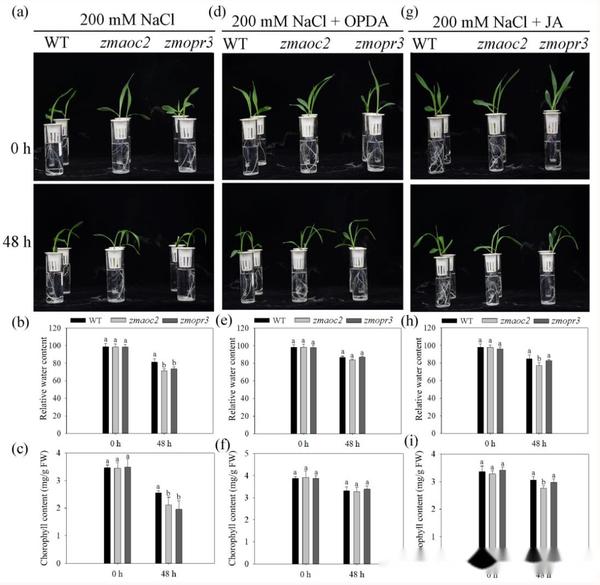 【PLANT CELL ENVIRON】ZmEREB57通过两种不同的信号通路调节玉米OPDA的合成并增强盐胁迫耐受性 - 知乎