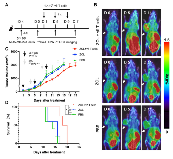 【最NEW情报！】VLA-4靶向PET显像用于γδT细胞体内示踪和肿瘤治疗监测的实验研究 - 知乎
