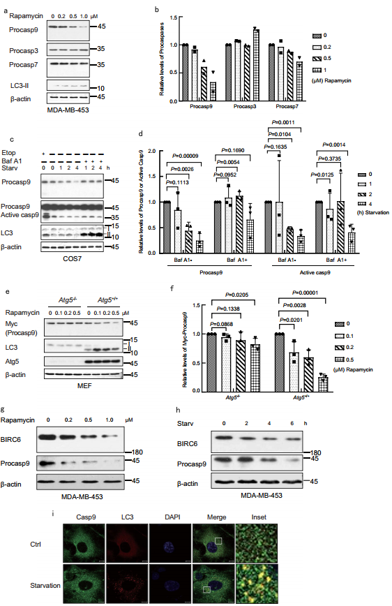 Nature Communications | BIRC6介导的细胞凋亡和自噬调控的分子机制 - 知乎