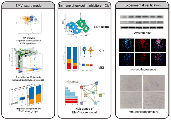 从临床问题切入，分析壁外血管侵犯(EMVI)和免疫相关基因！这篇8分+生信文章极具借鉴意义，还告诉你验证实验这么加更有价值~ - 知乎